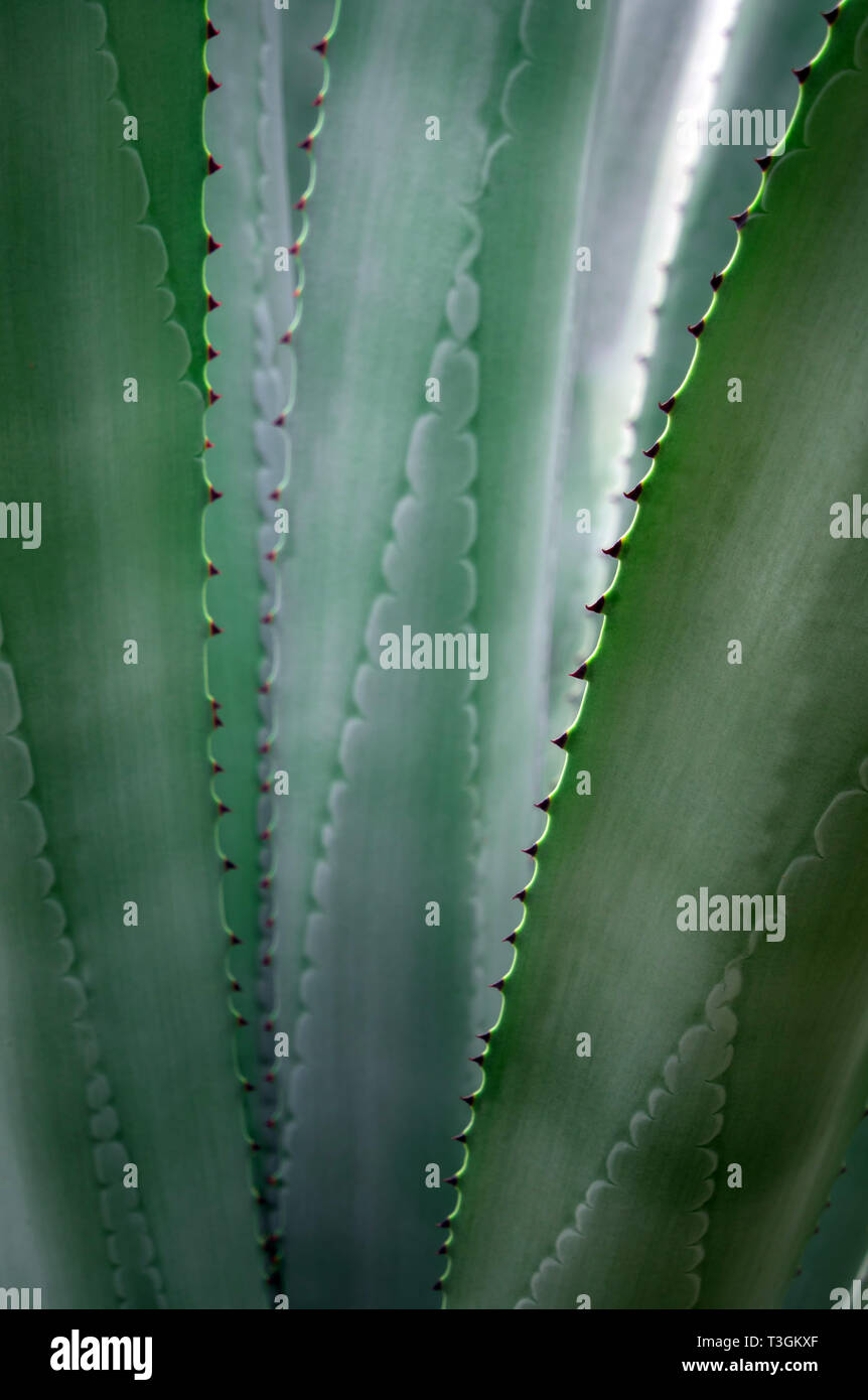 Agave succulent plant freshness texture on leaves surface with thorn of ...