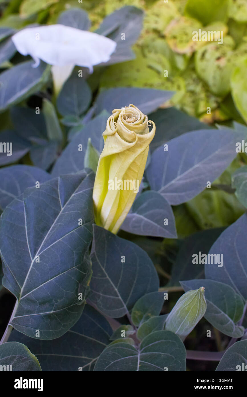Brugmansia inoxia angels trumpets hi-res stock photography and images ...