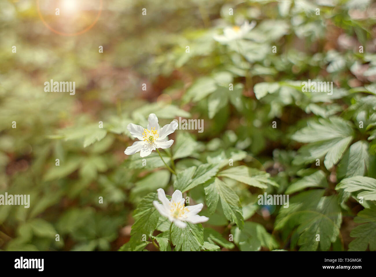 Anemone nemorosa flowers in the forest in a sunny day. Wild anemone ...