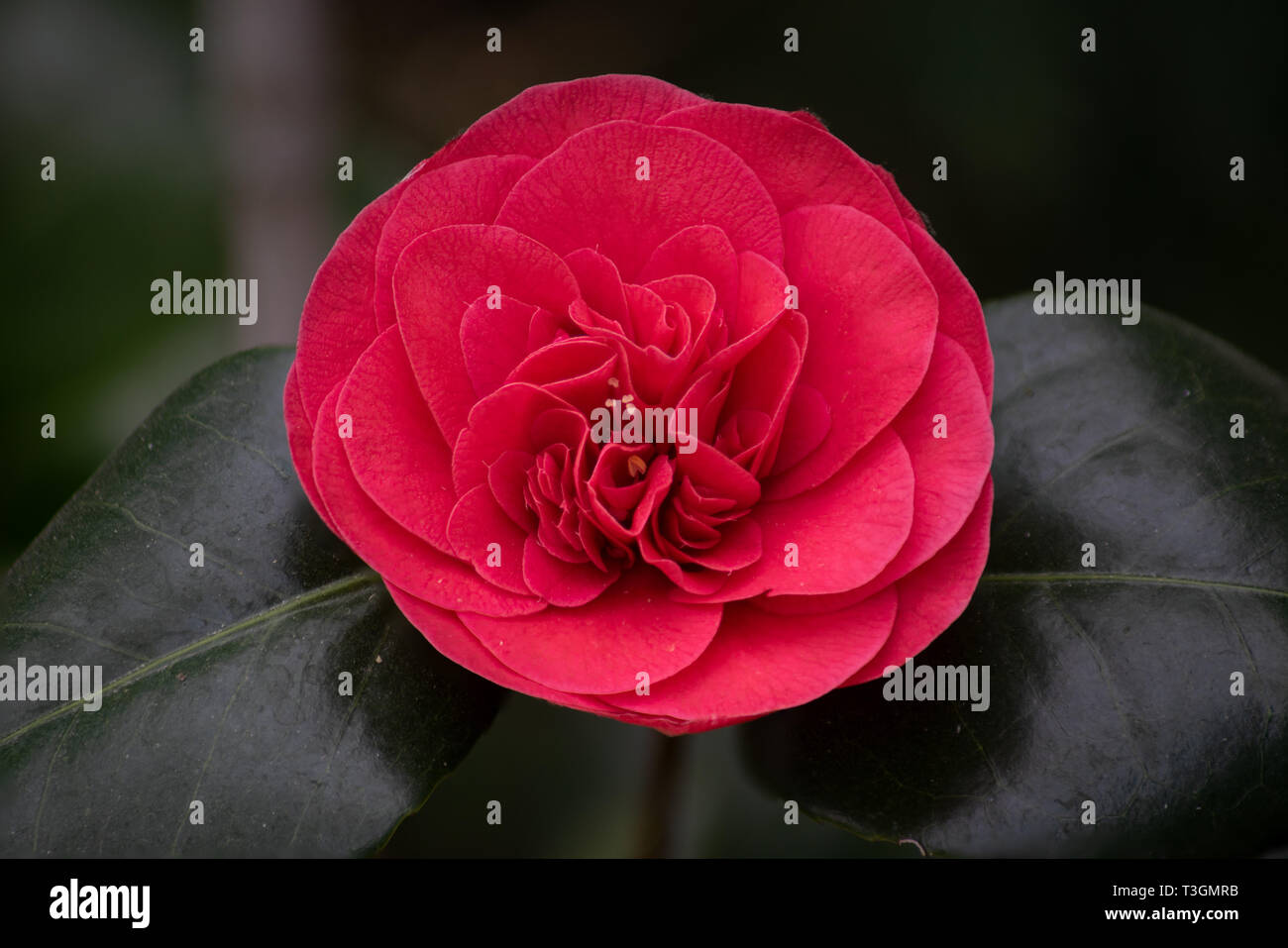 Macro picture of a red camelia flower with two petals showing many ...