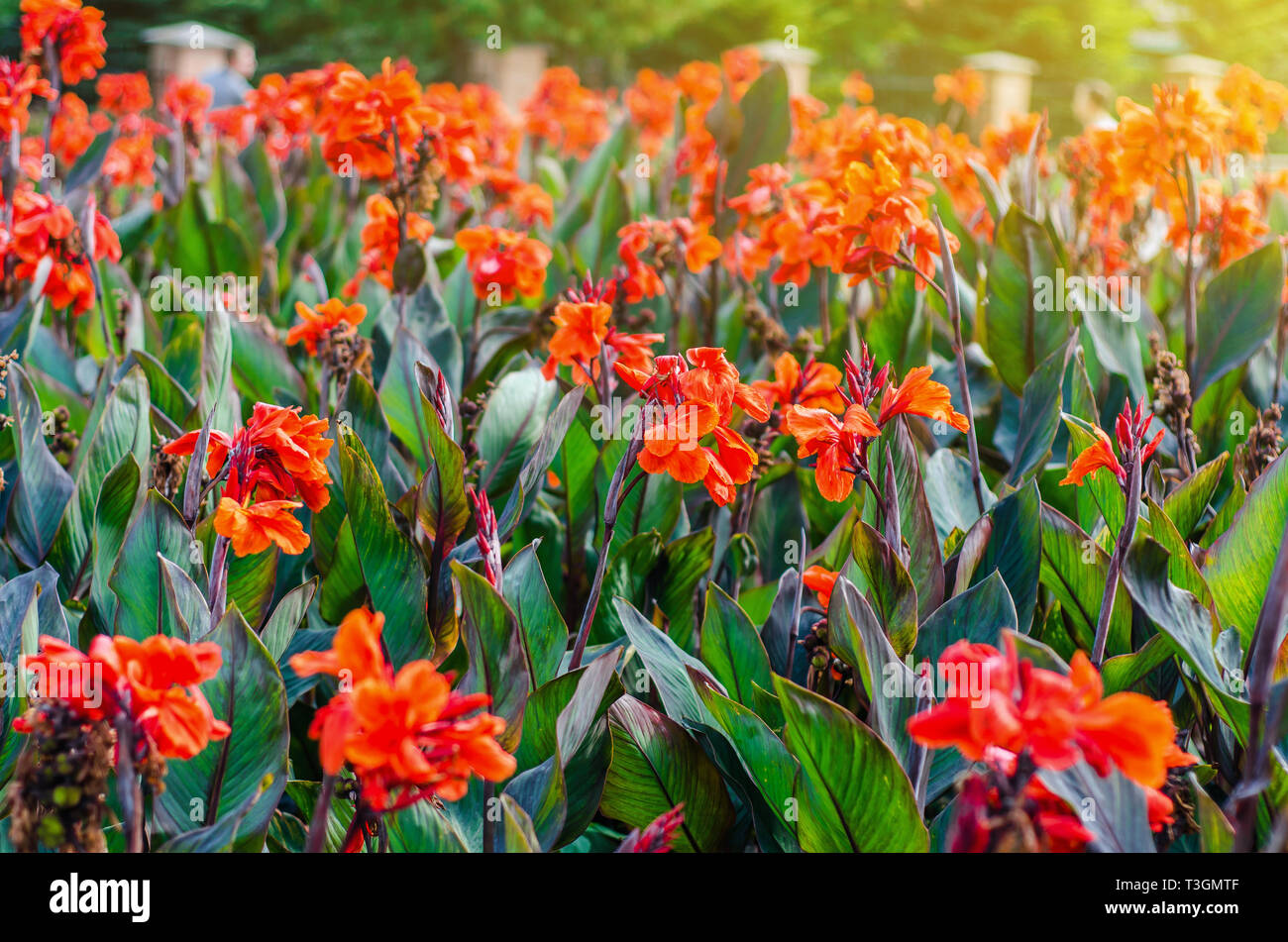 Tall red flowers in flowerbed Stock Photo - Alamy