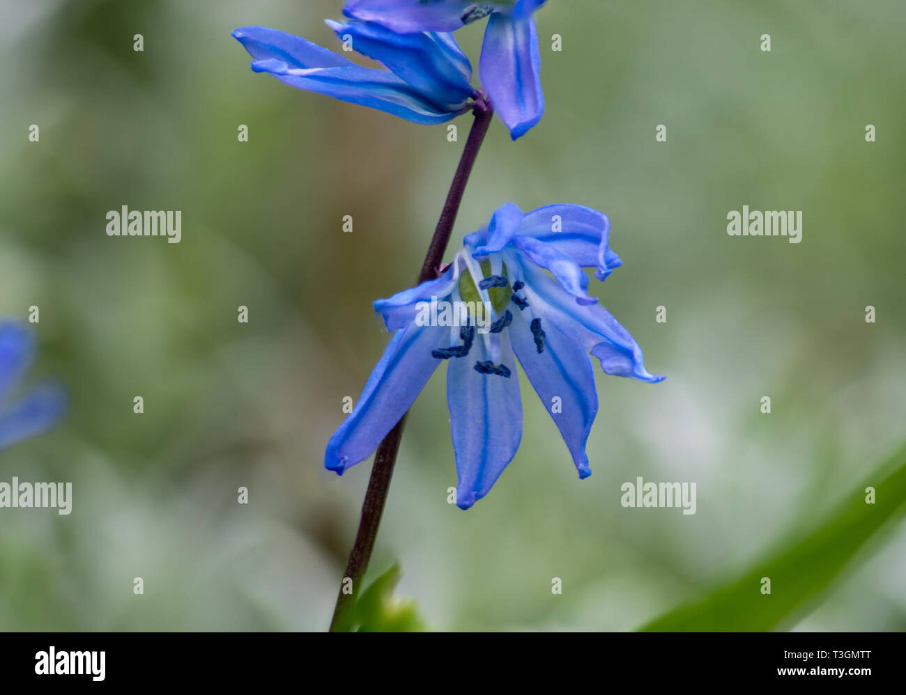 Squill like flowers hi-res stock photography and images - Alamy