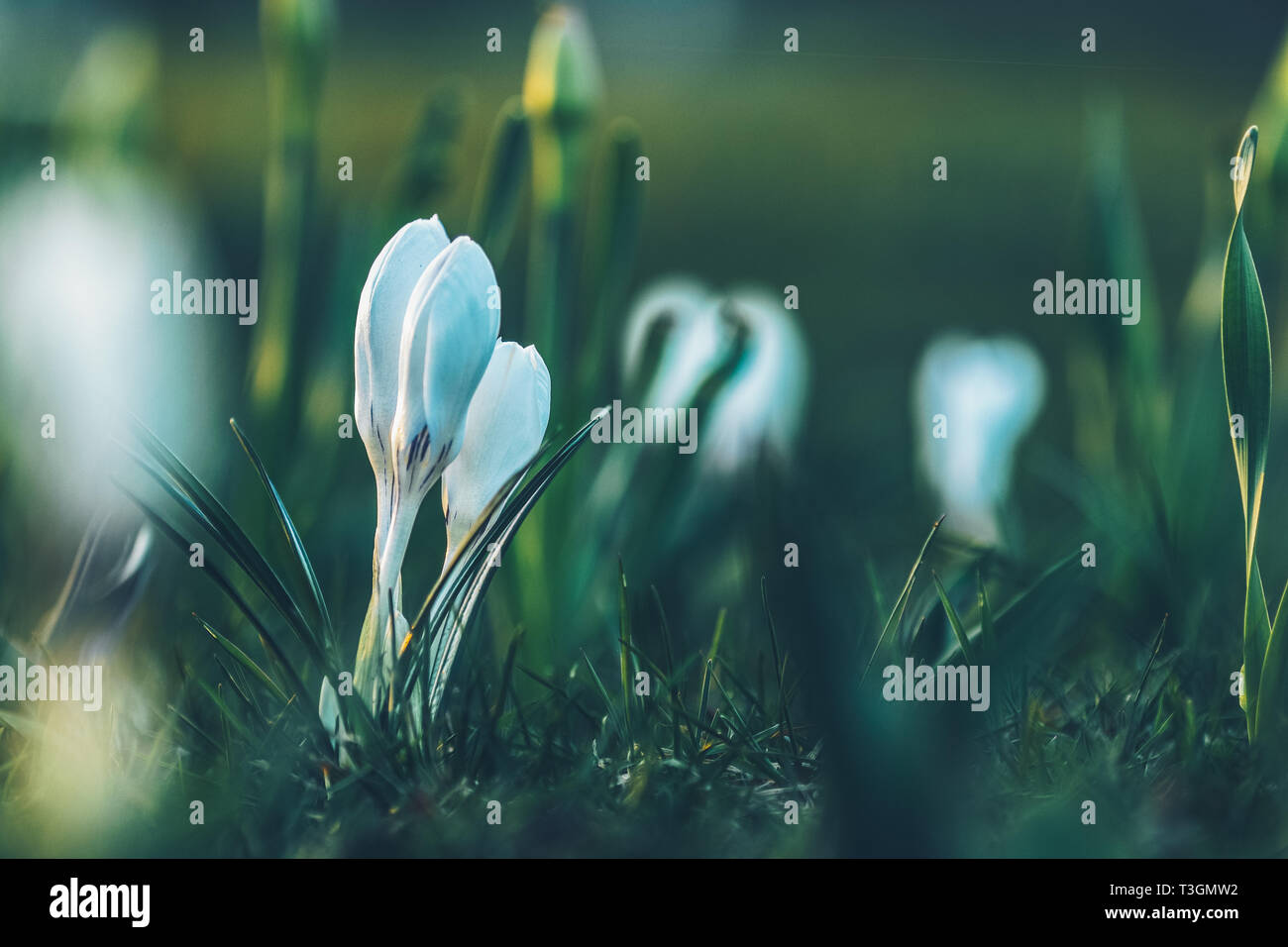 Messengers of spring. White crocuses in sunny backlight at sunset in ...