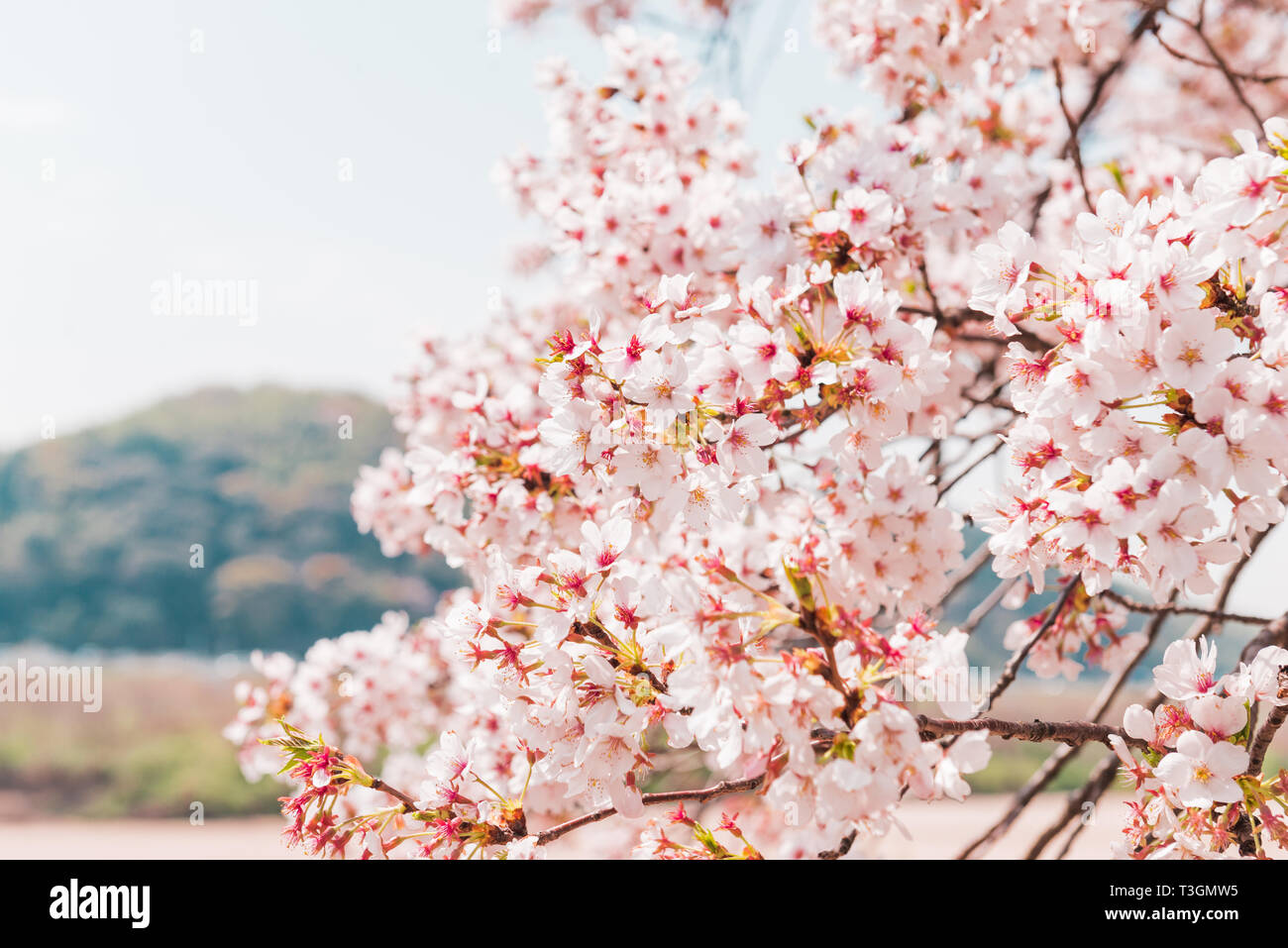 Early sakura hi-res stock photography and images - Alamy