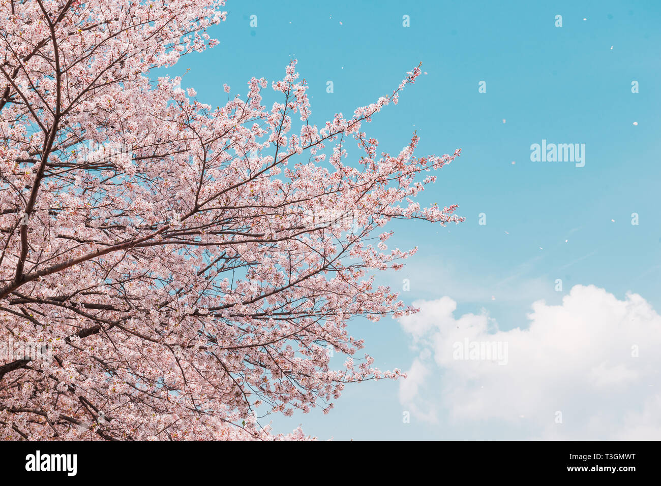 Pink Cherry blossom or sakura flower with blue sky in spring season at ...