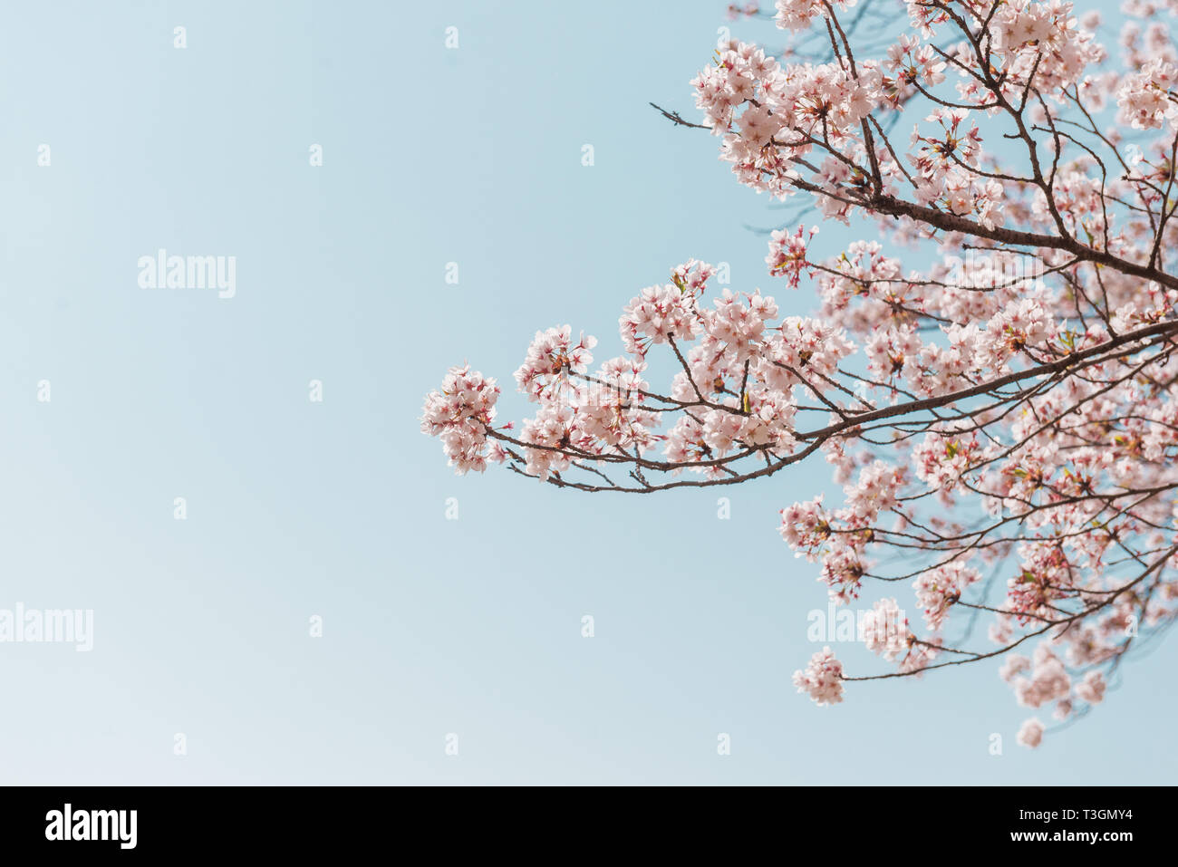 Pink Cherry blossom or sakura flower with blue sky in spring season at ...