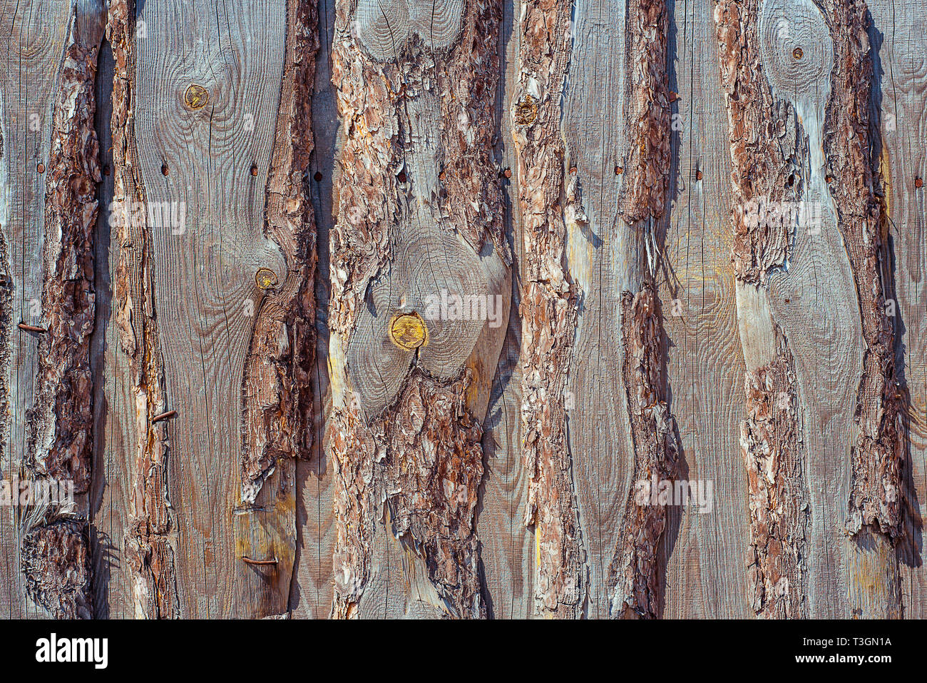 Wooden fence from rough pine planks attached vertical one on one ...