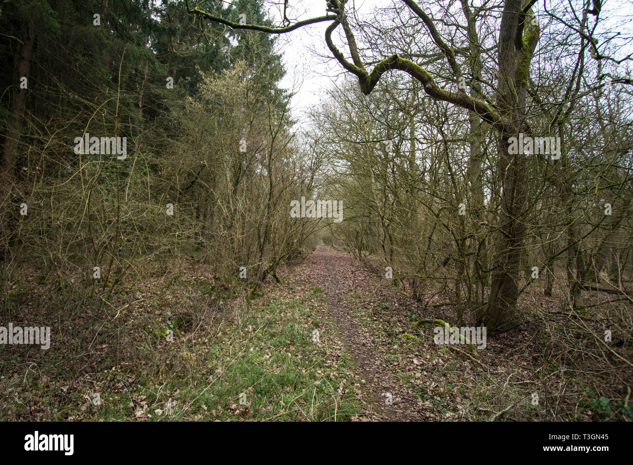 Salcey forest Northamptonshire UK Stock Photo - Alamy
