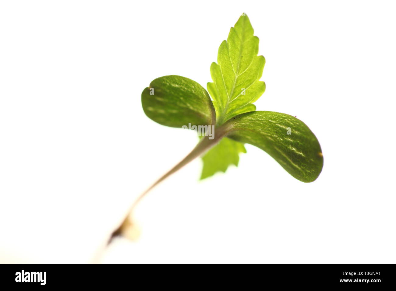 Cannabis grow seedlings hi-res stock photography and images - Alamy