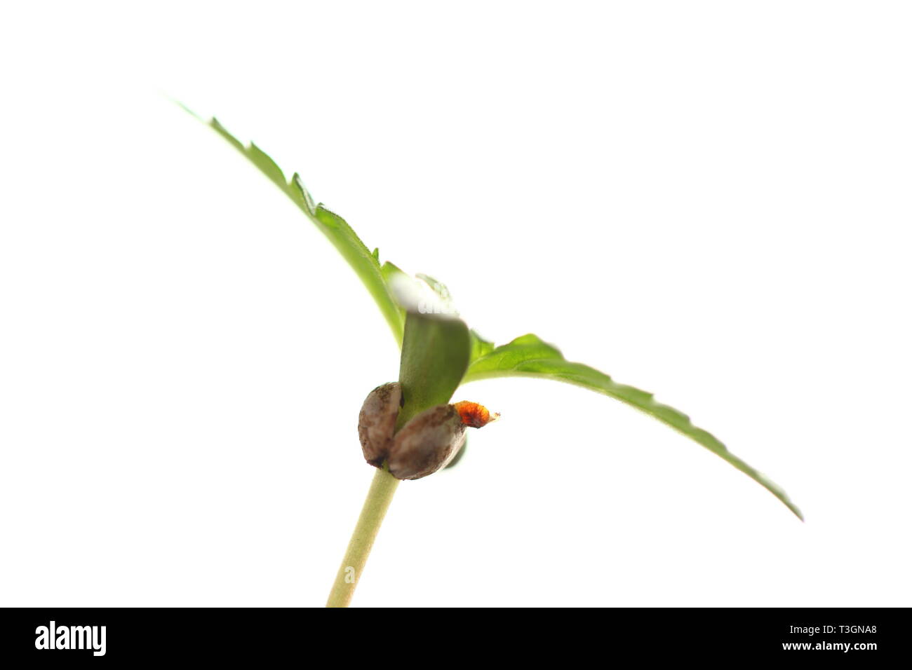 Cannabis grow seedlings hi-res stock photography and images - Alamy