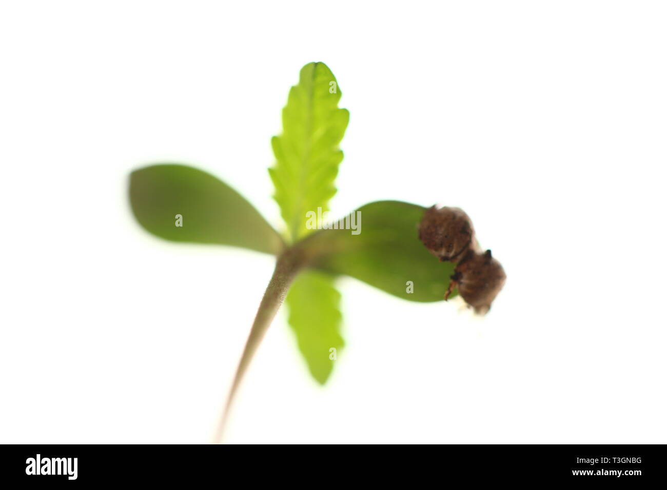 cannabis sprouts growing medical marijuana Stock Photo - Alamy