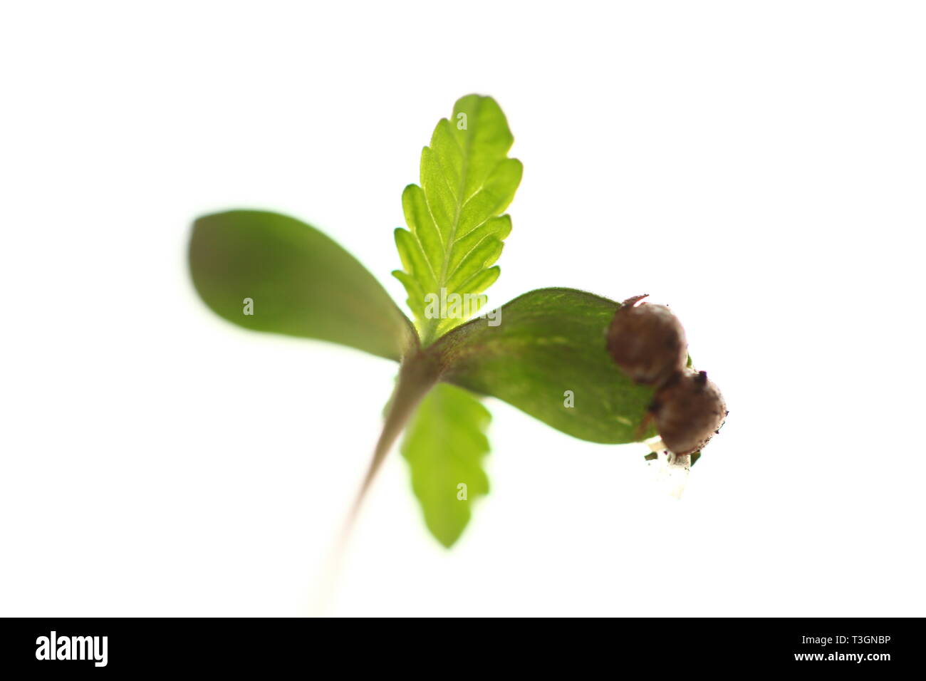 Cannabis seedling Cut Out Stock Images & Pictures - Alamy