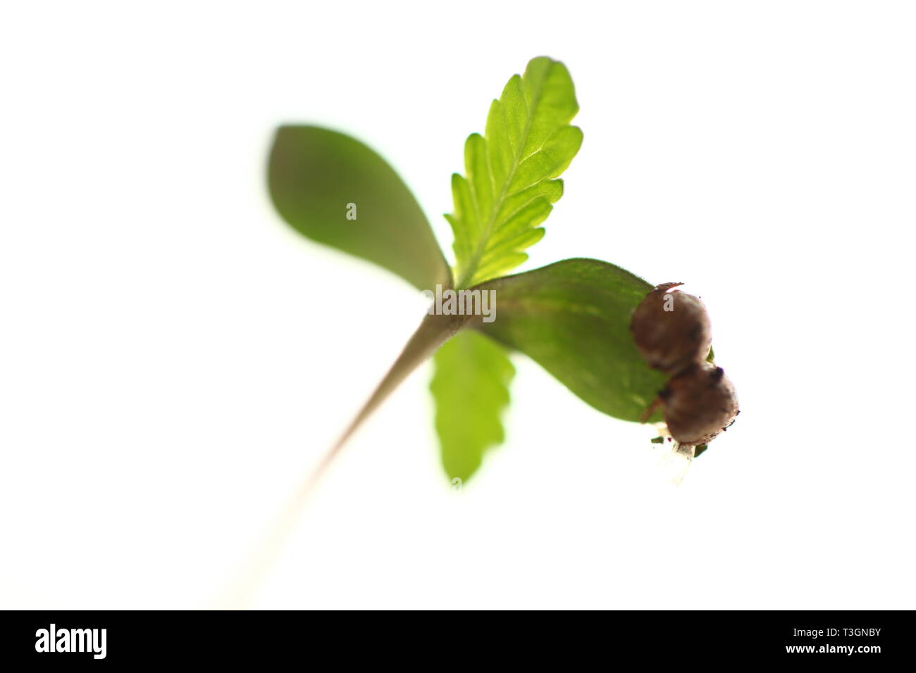 Cannabis seedling Cut Out Stock Images & Pictures - Alamy