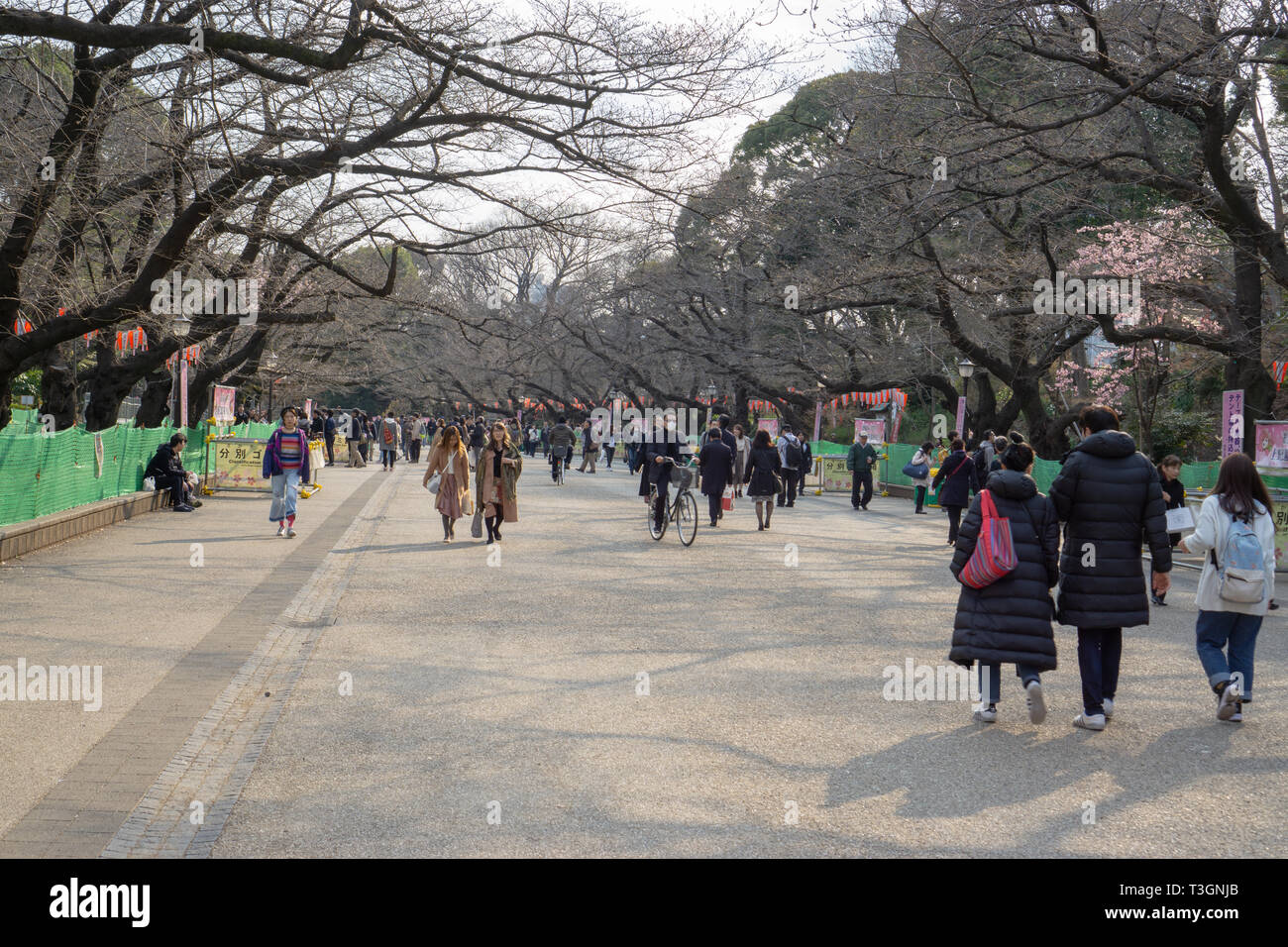Ueno koen cherry blossoms hi-res stock photography and images - Alamy