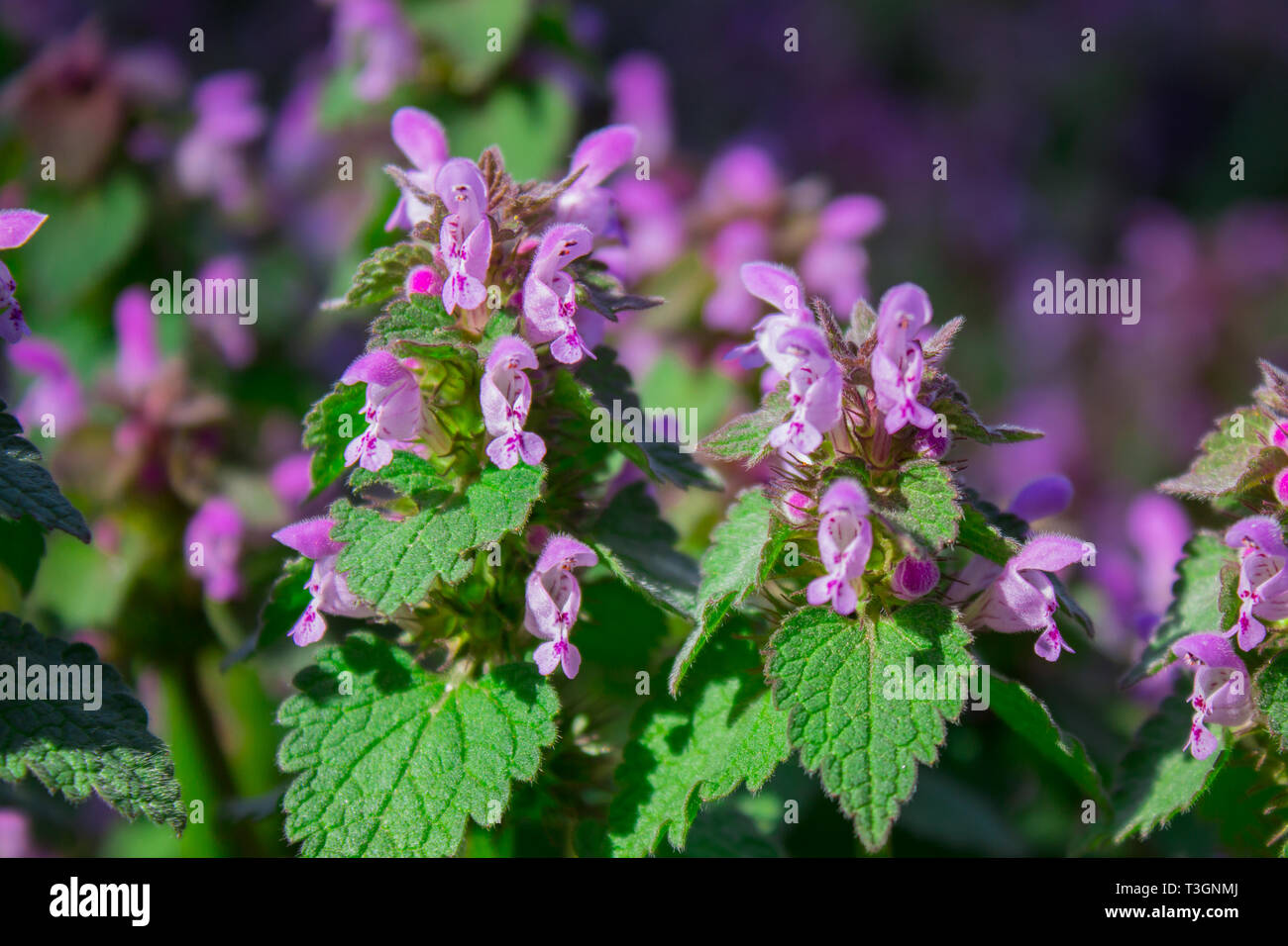 Spotted dead-nettle Lamium maculatum plant in spring Stock Photo - Alamy