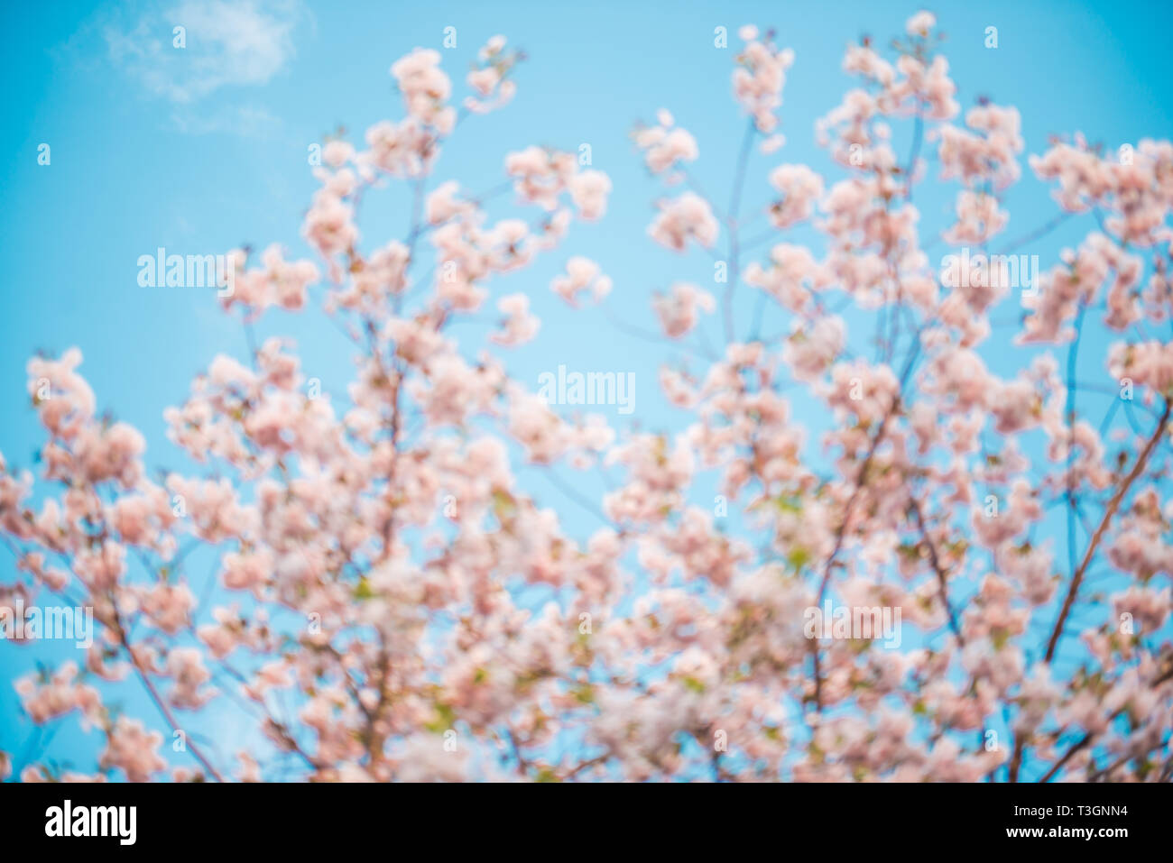 Spring time, branch of sakura flowers Stock Photo - Alamy