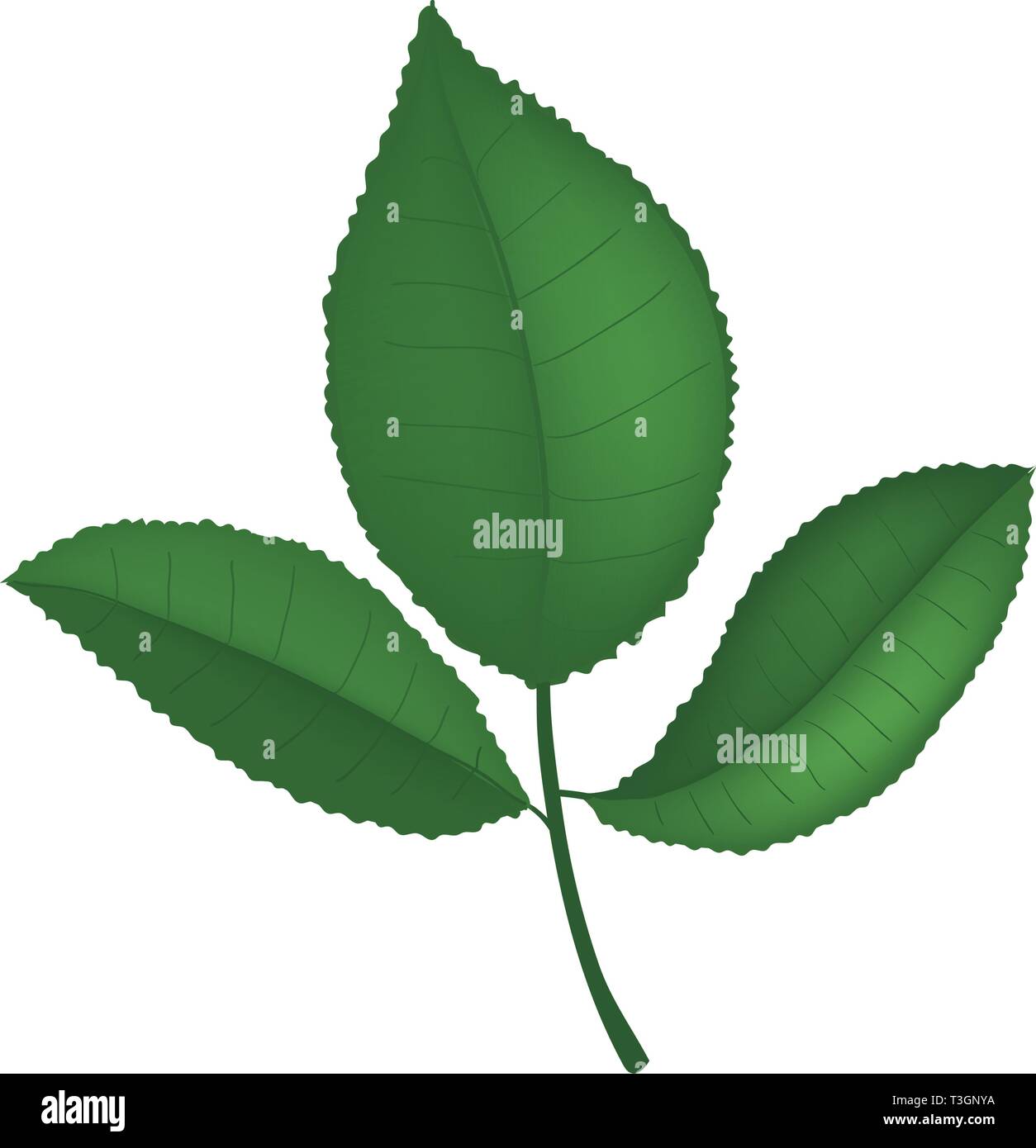 Rose Leaves Clipart