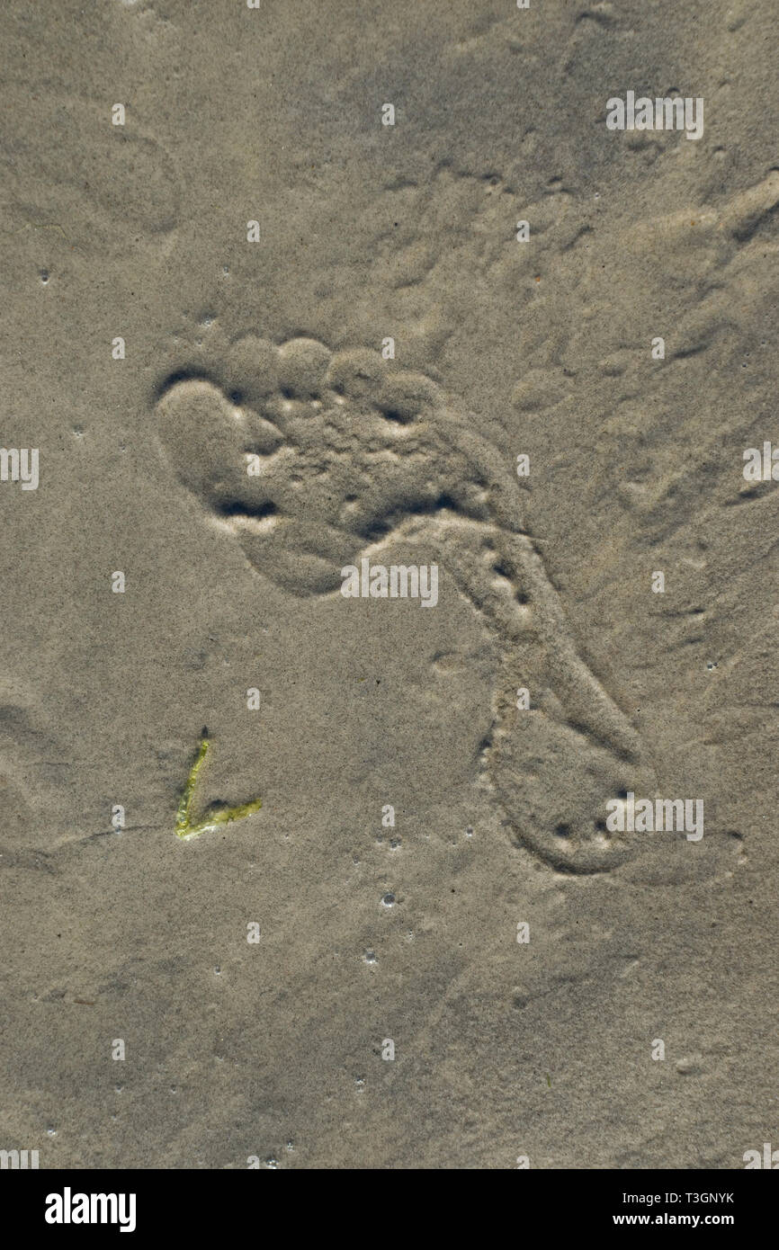 One footprint in the wet sand on beach Stock Photo - Alamy