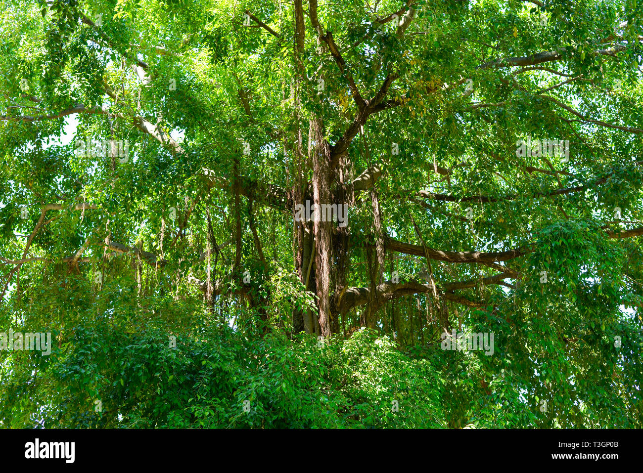 Big tree and many leaves and branches in day light Stock Photo - Alamy