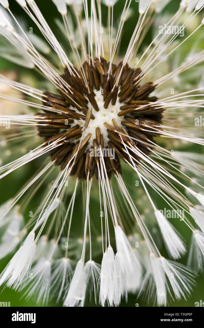 Wet seedhead hi-res stock photography and images - Alamy