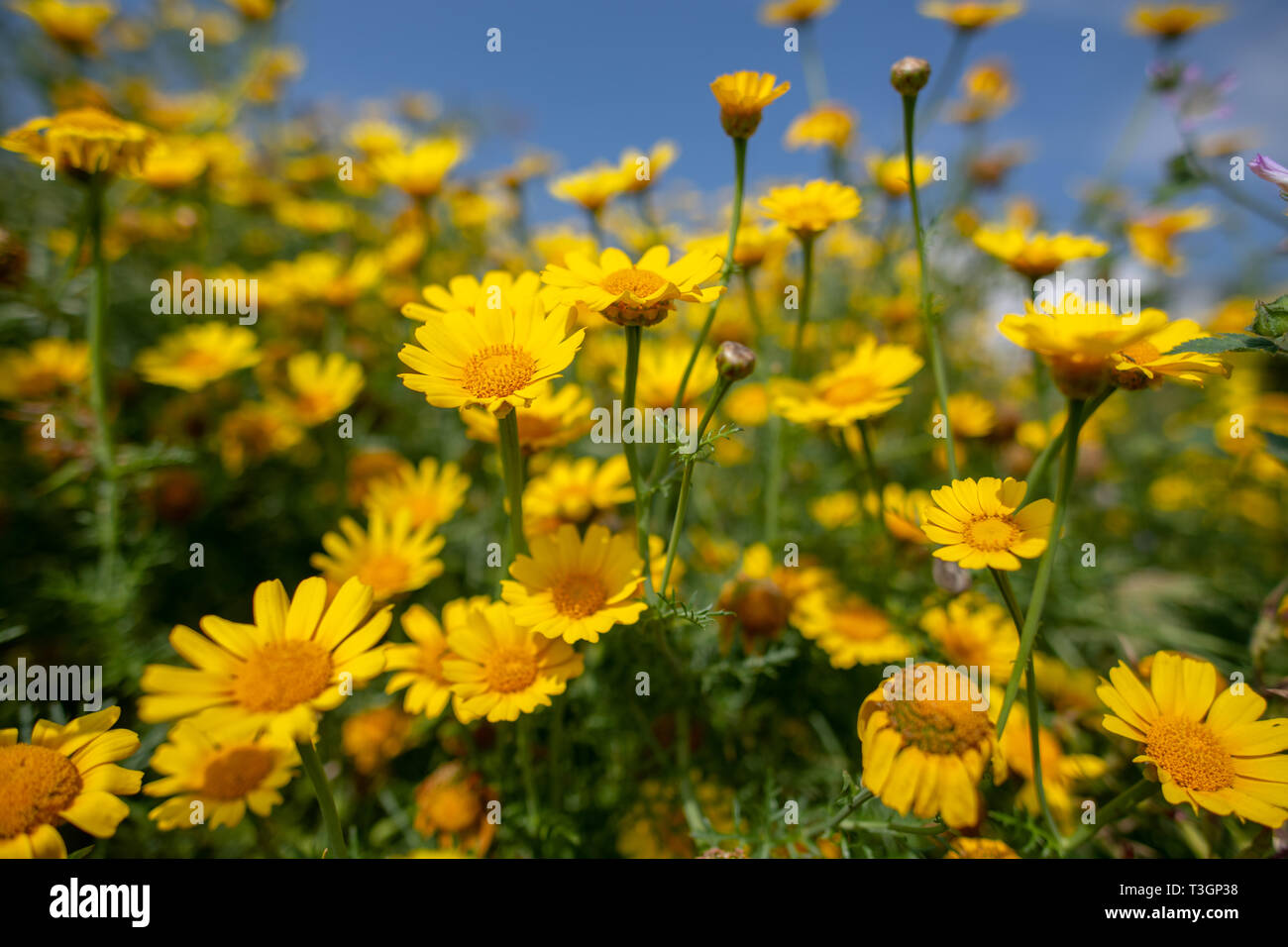 Cyprus countryside hi-res stock photography and images - Alamy