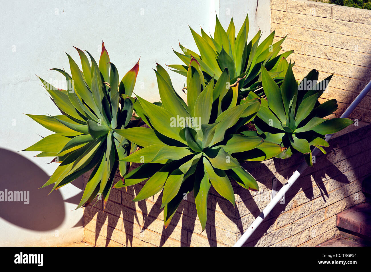 Large leaf cacti plant, Gata de Gorges, Spain Stock Photo - Alamy
