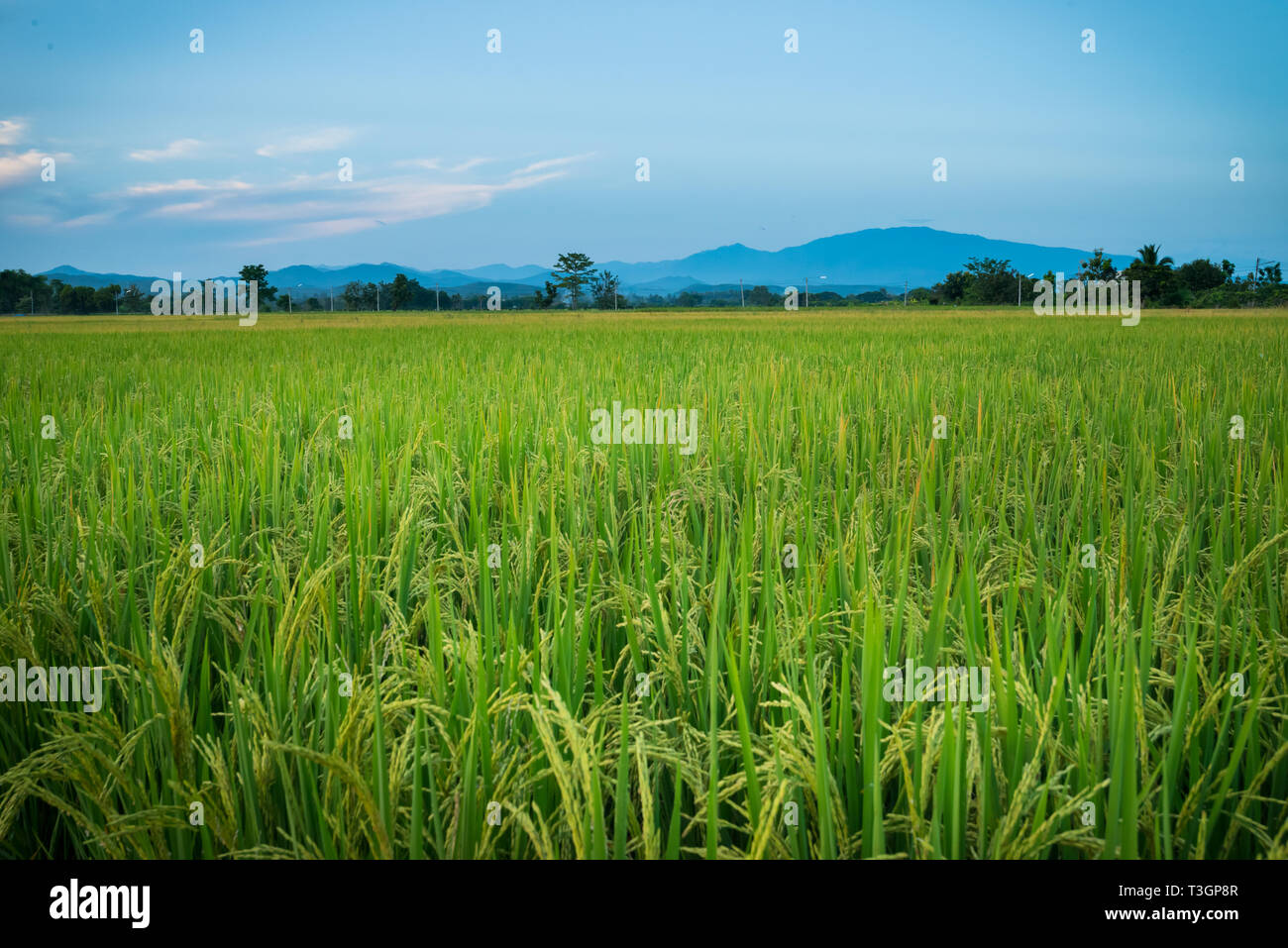 Paddy field pattern hi-res stock photography and images - Alamy