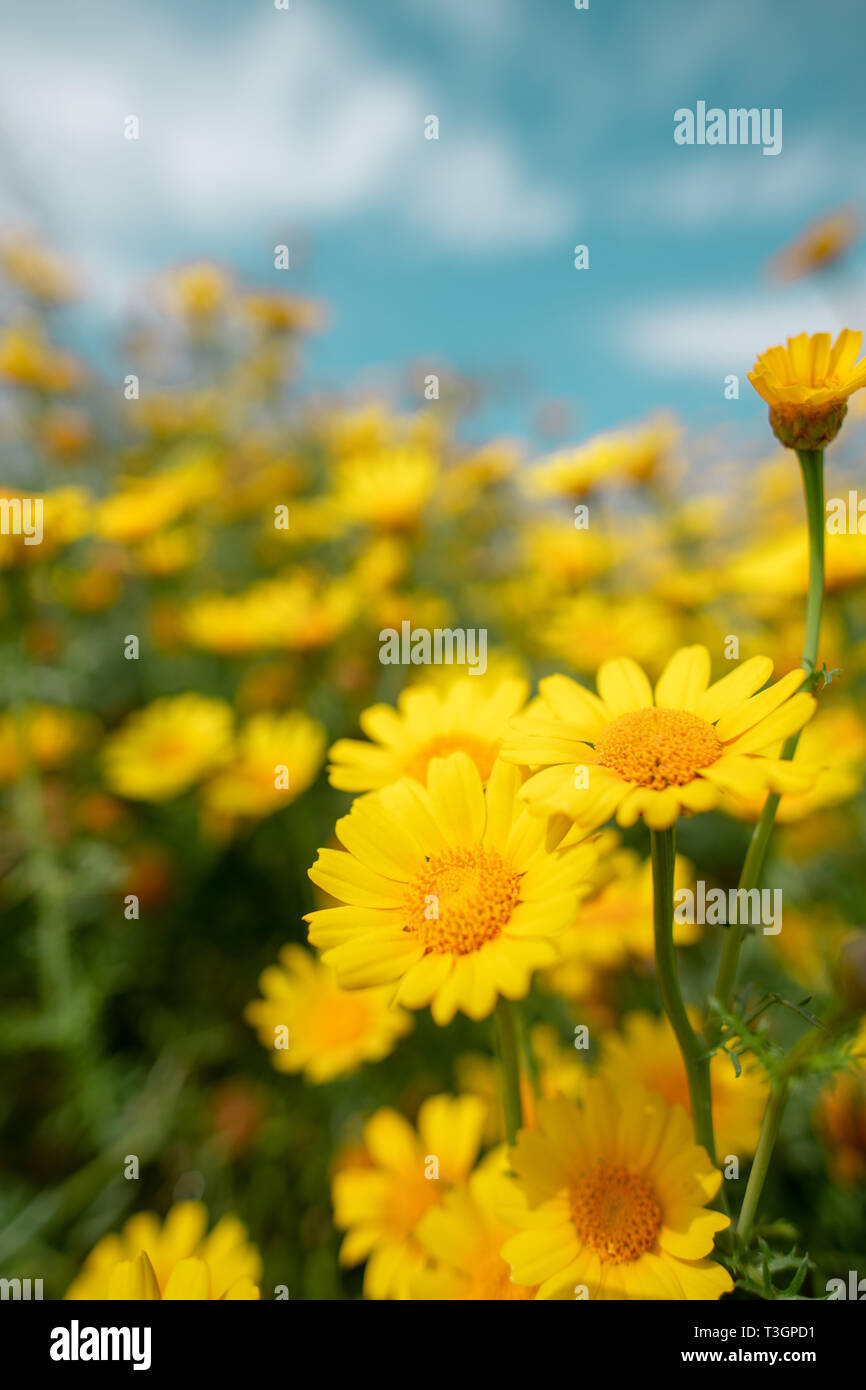 Cyprus countryside hi-res stock photography and images - Alamy