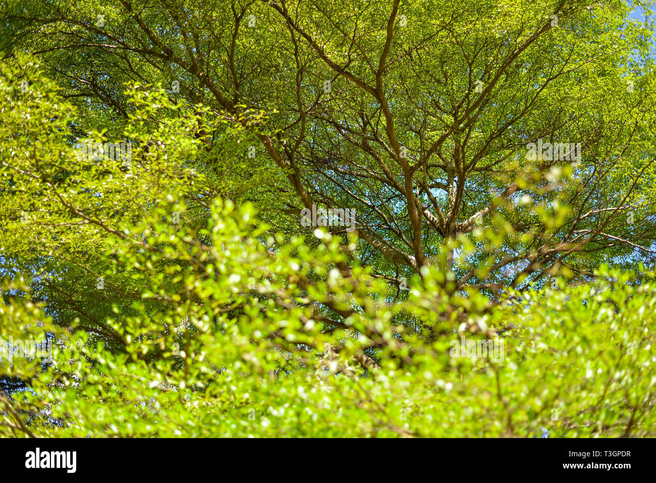 Green tree with day light Stock Photo - Alamy