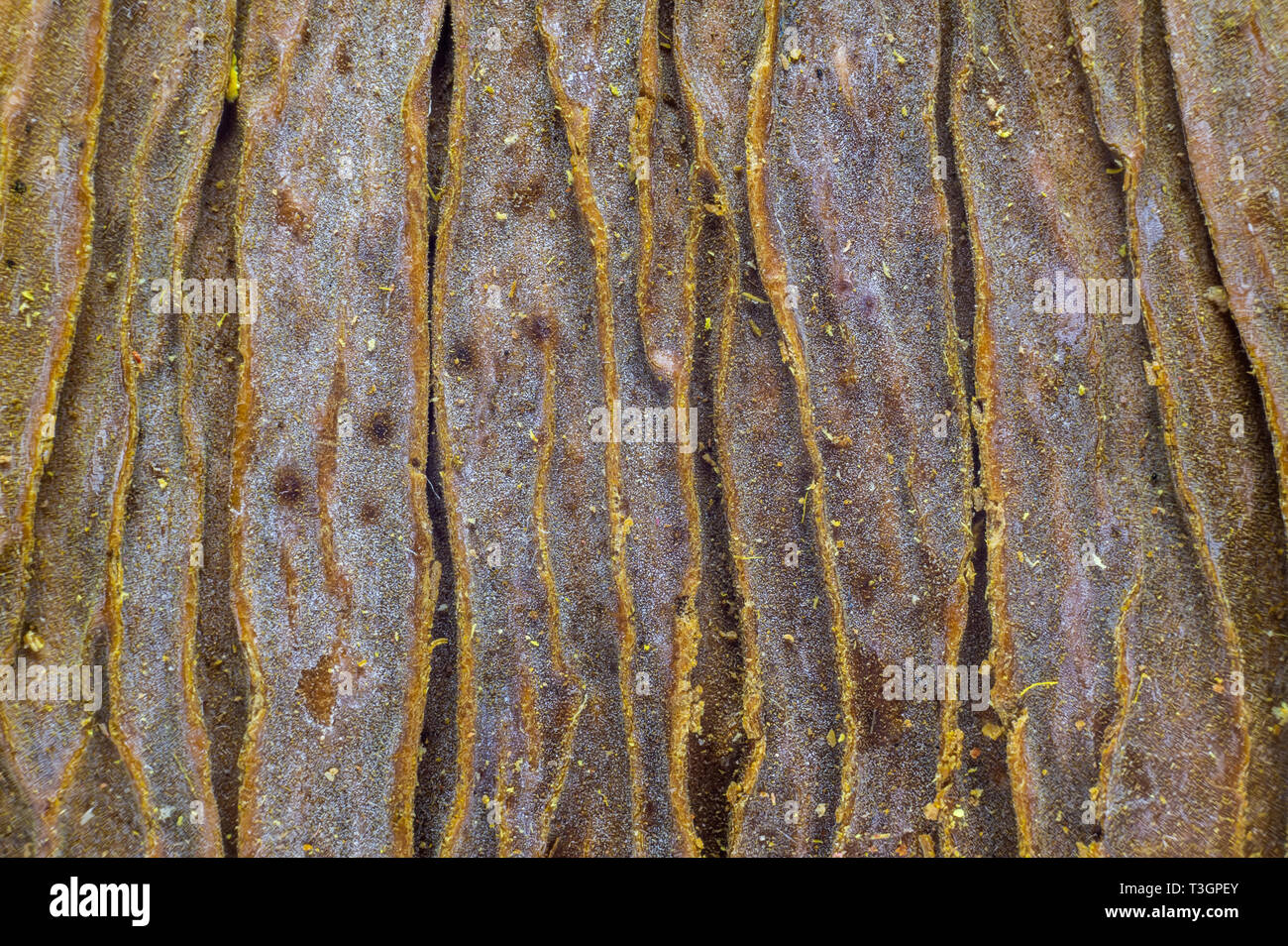 Extreme macro shot of a coconut shell showing the structure of the ...