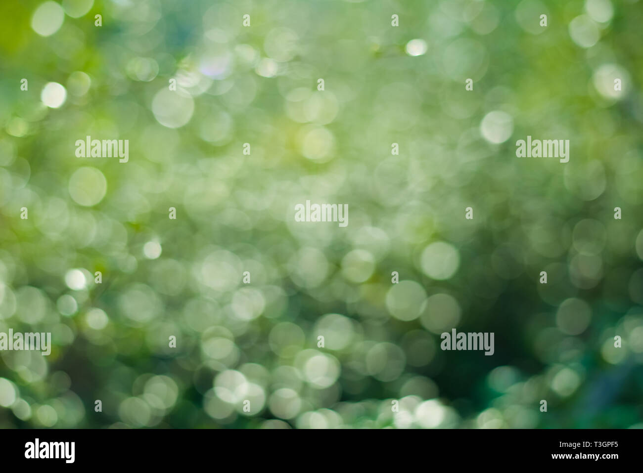 Glitter light form reflection of tree leaves with sun light, blurred ...