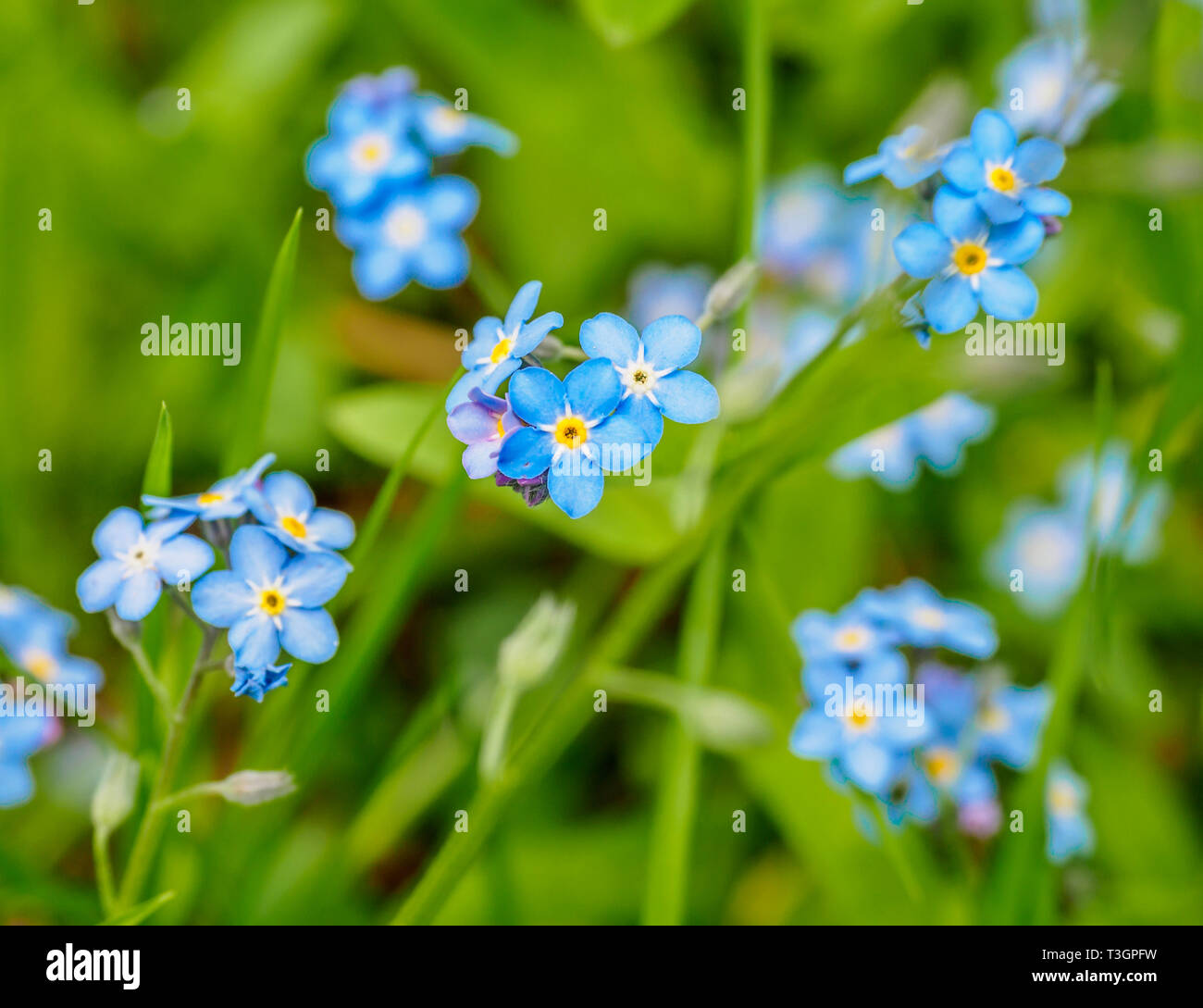 Water forget-me-not Myosotis scorpioides Myosotis palustris Myosotis ...