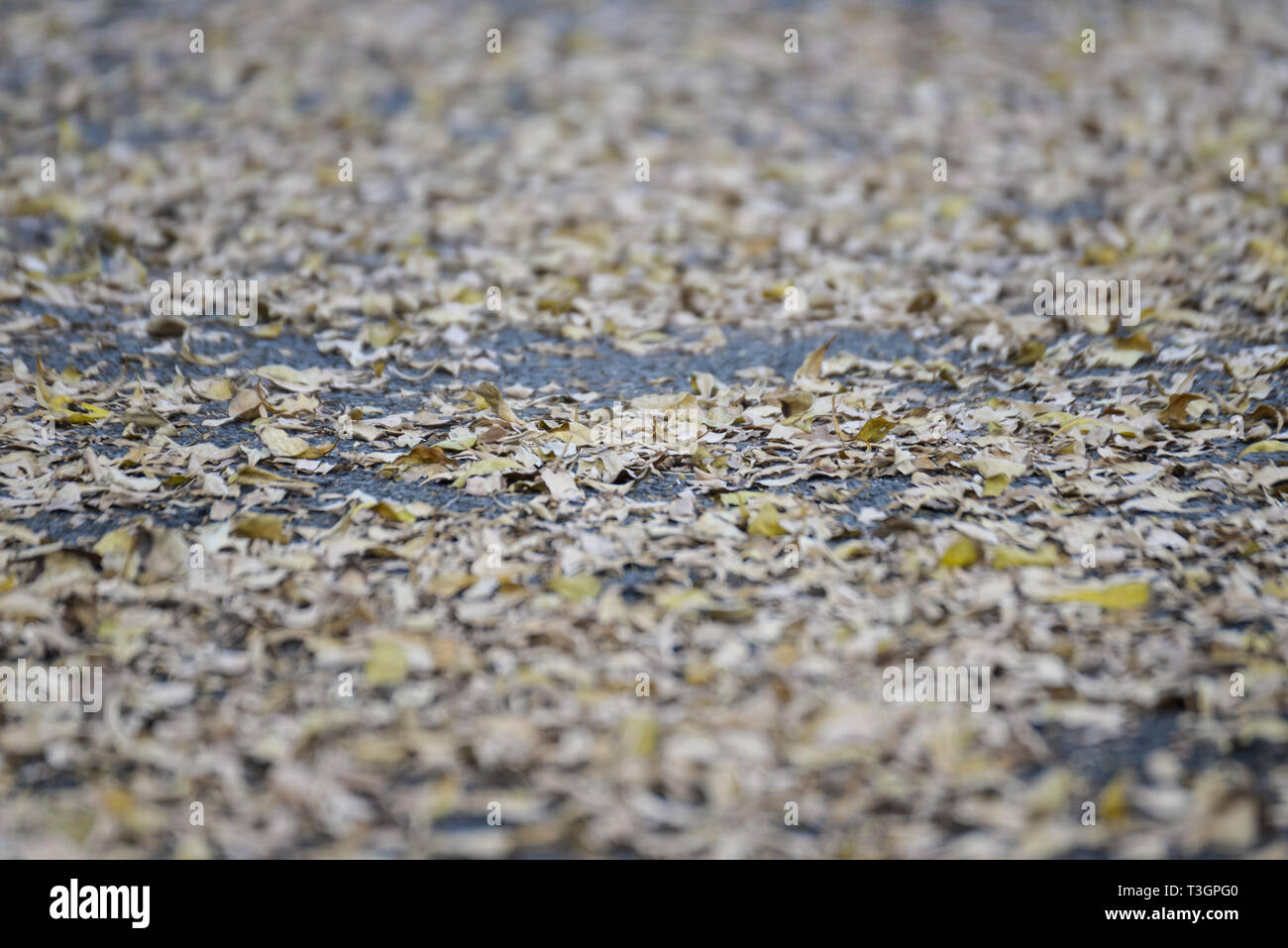 dry leaves fall on the ground Stock Photo - Alamy