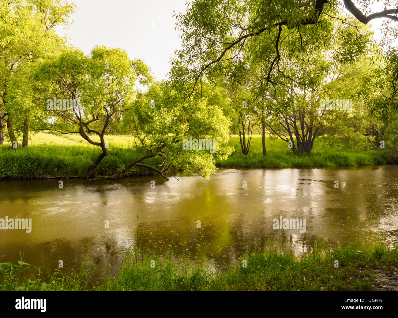 Rainforest with stream flowing through it. Raindrops drip into the ...