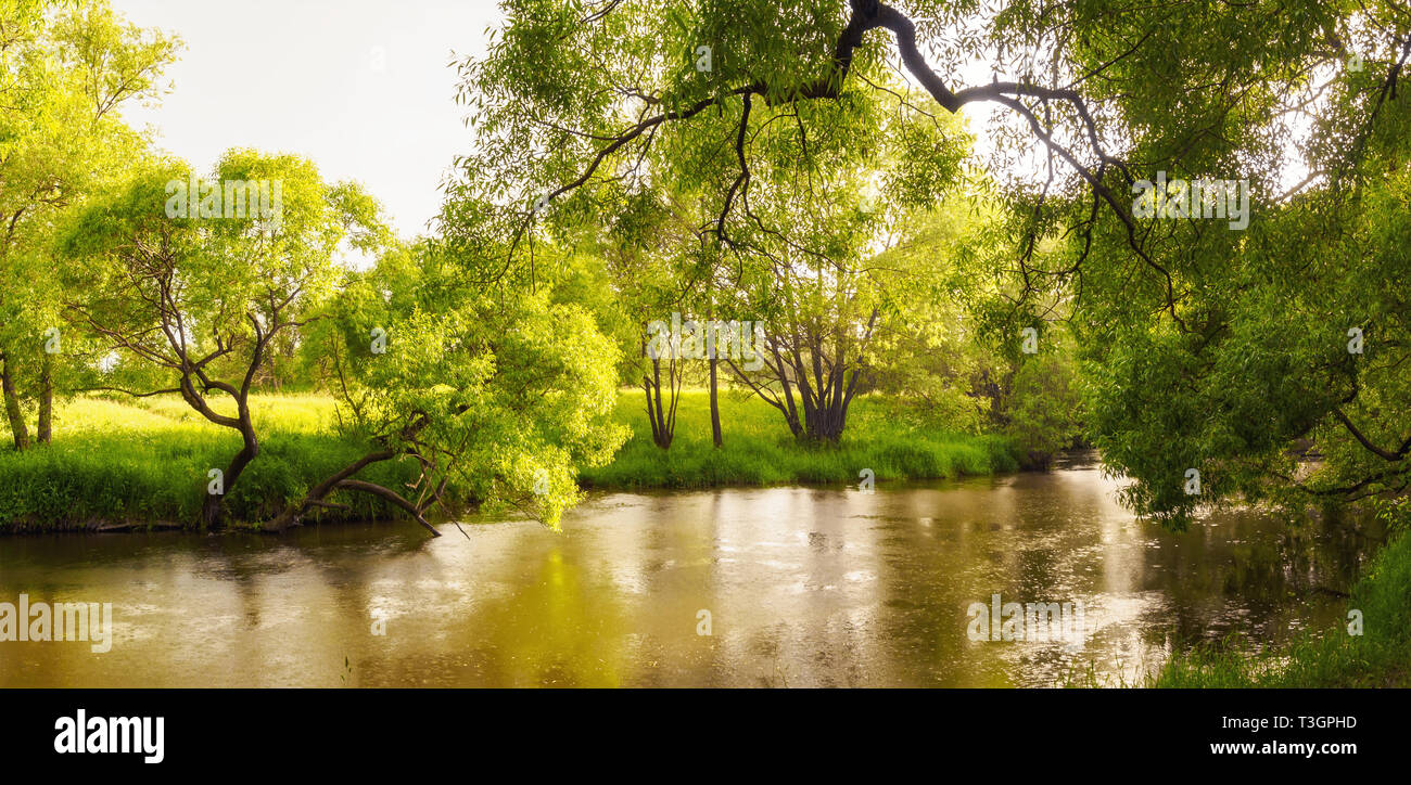 Rainforest with stream flowing through it. Raindrops drip into the ...