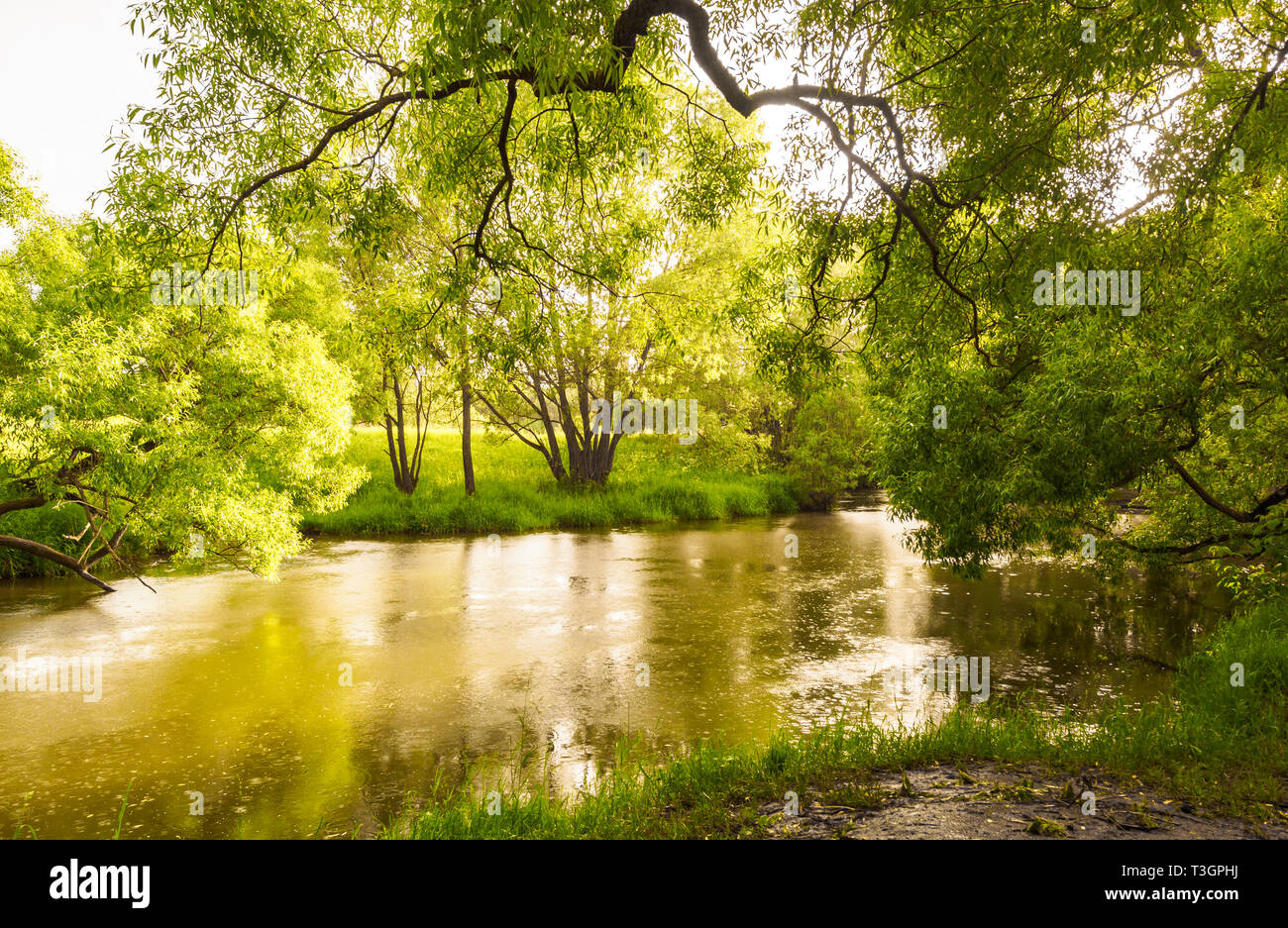 Rainforest with stream flowing through it. Raindrops drip into the ...