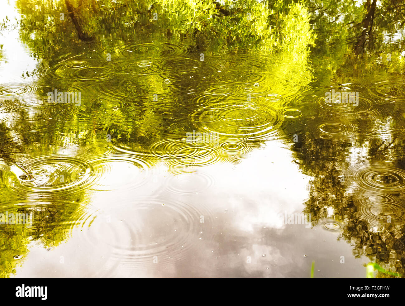 Rainforest with stream flowing through it. Reflection of trees and sky ...