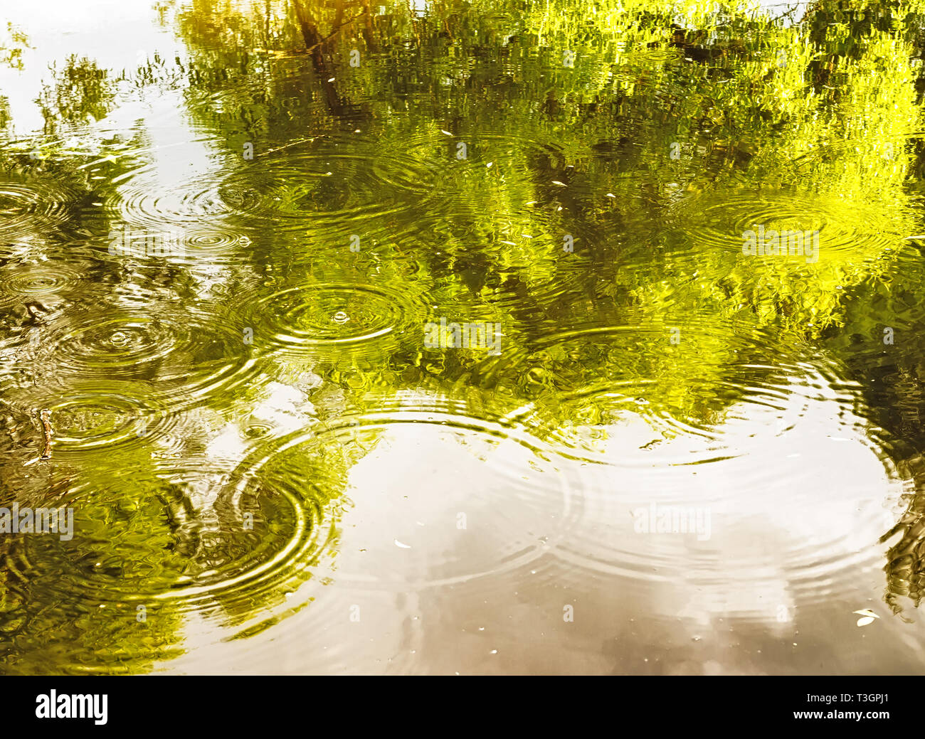 Rainforest with stream flowing through it. Reflection of trees and sky ...