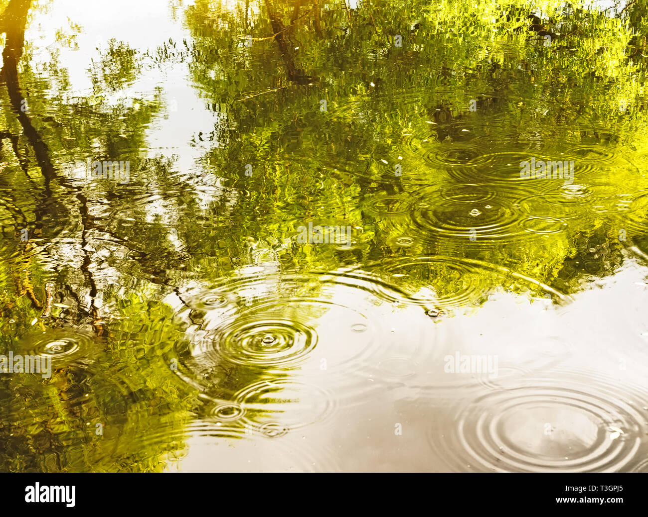 Rainforest with stream flowing through it. Reflection of trees and sky ...