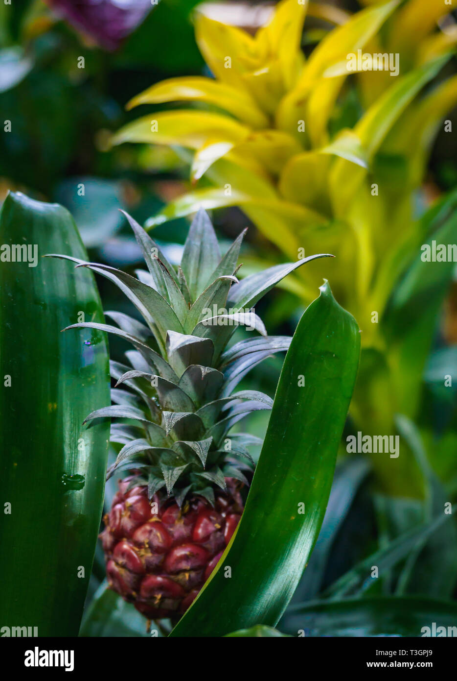 Close up of a small red pineapple growing on a pineapple plant. Growing ...