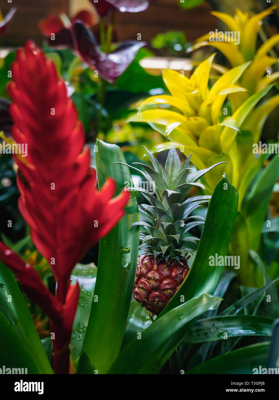 Close up of a small red pineapple growing on a pineapple plant. Growing ...