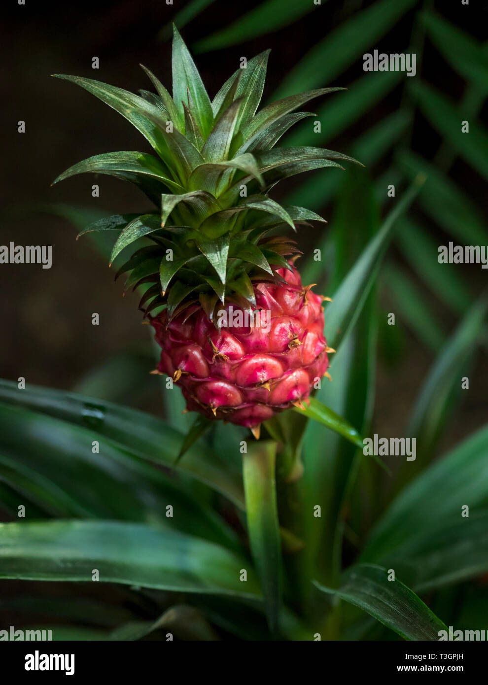 Close up of a small red pineapple growing on a pineapple plant. Growing ...