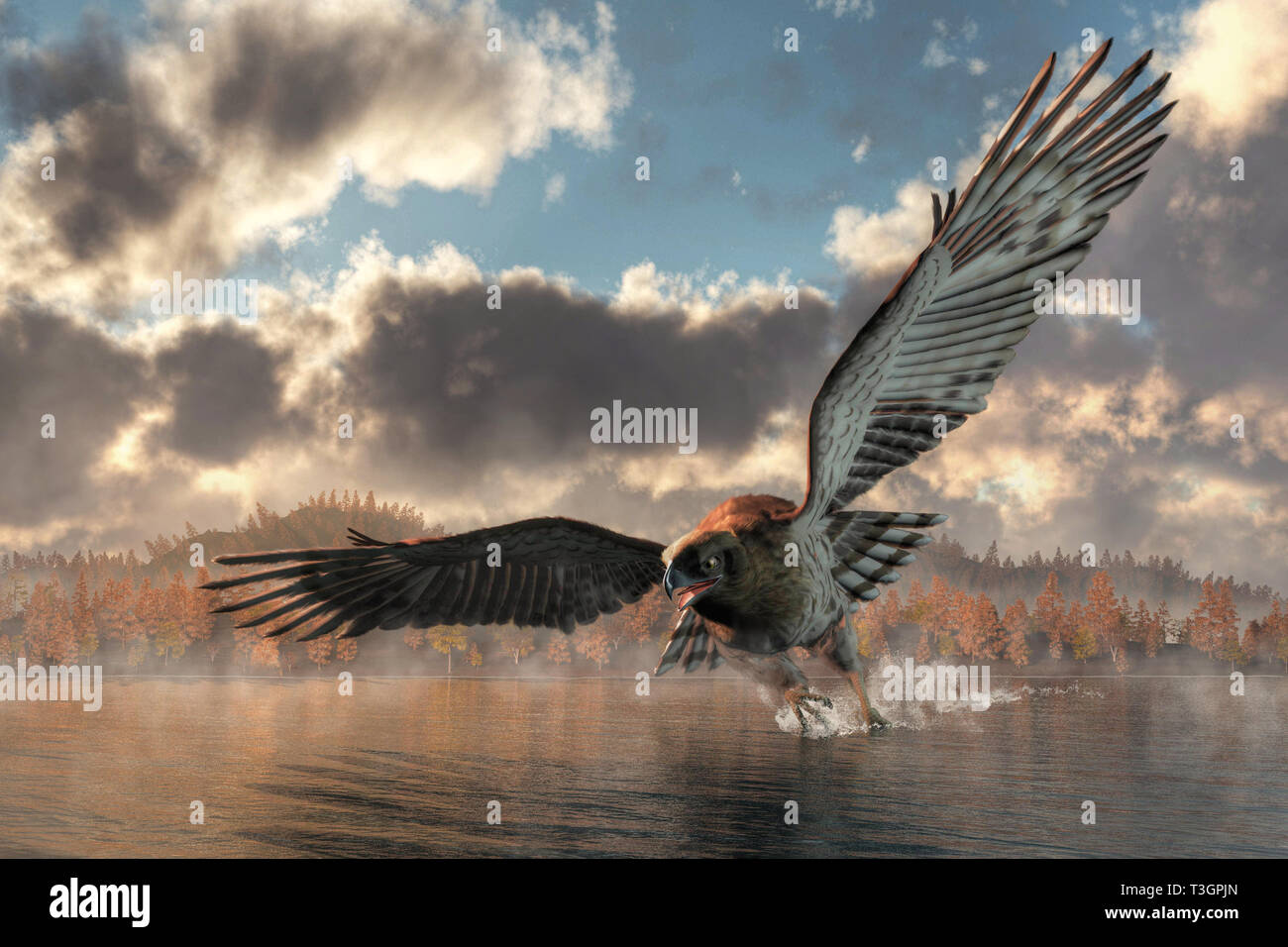 A short toed snake eagle skims across a calm lake. Water splashes up at ...