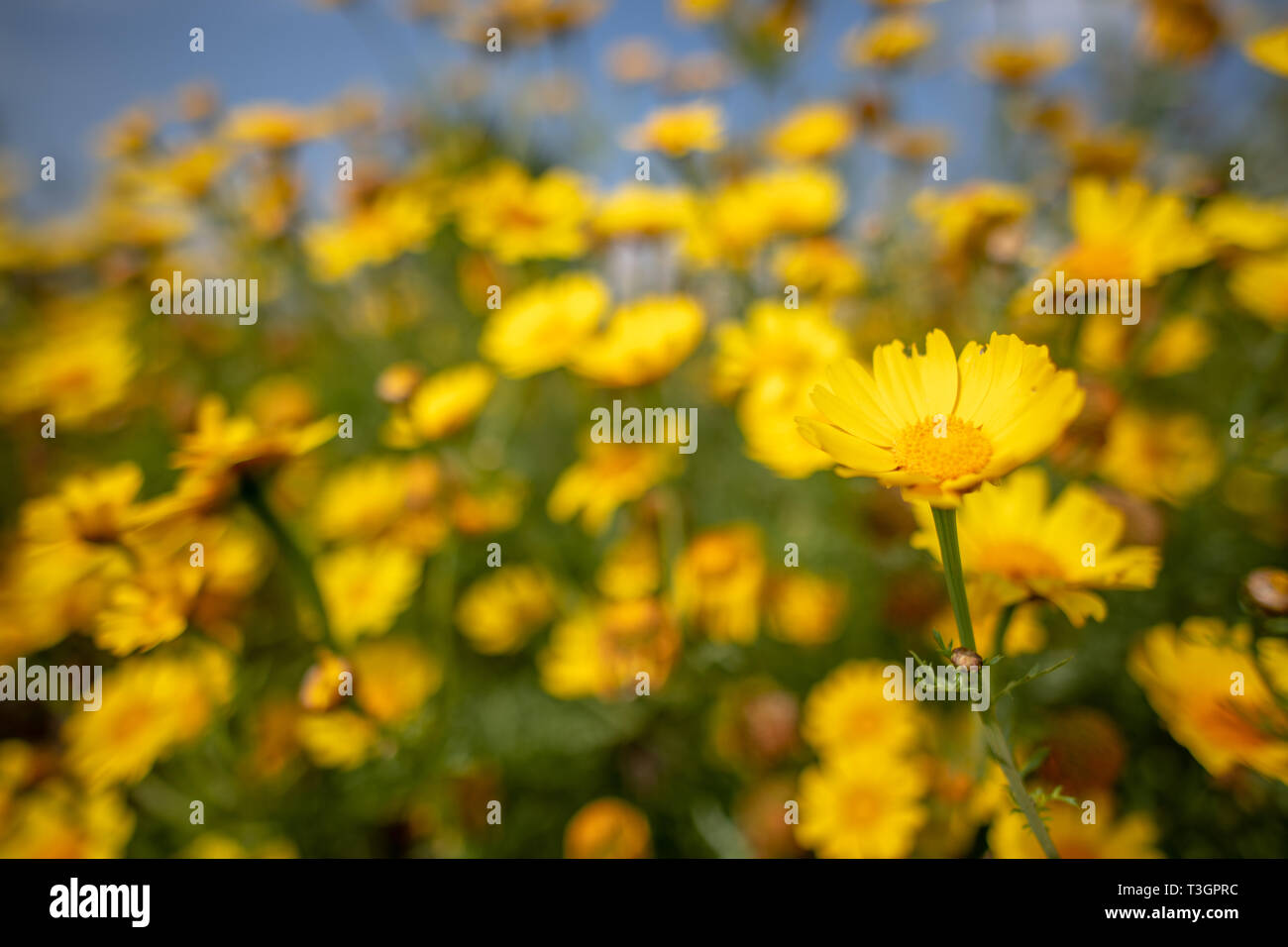 Cyprus countryside hi-res stock photography and images - Alamy