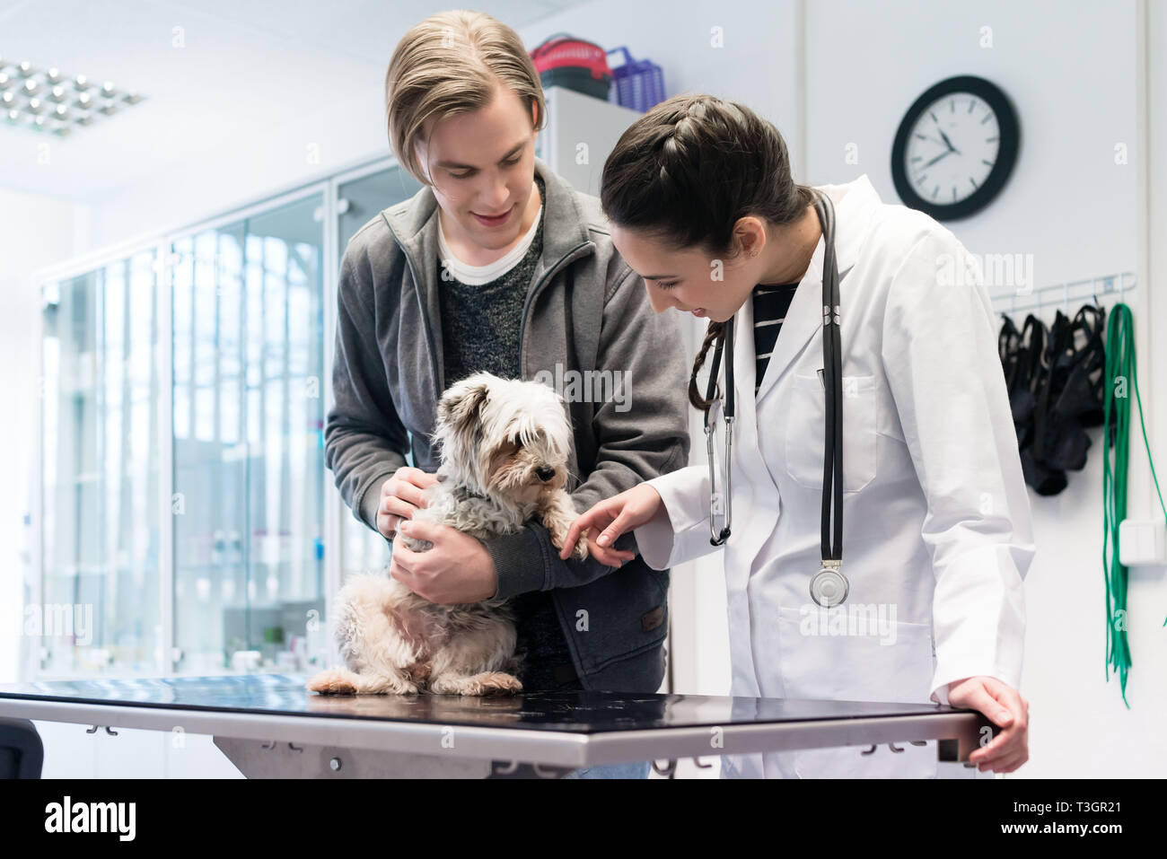 Veterinarian examining dog in hospital Stock Photo - Alamy