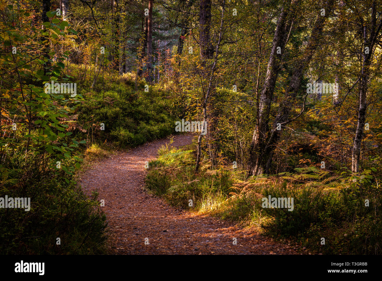 A forest path in autumnal colours through the ancient woodlands of Glen ...
