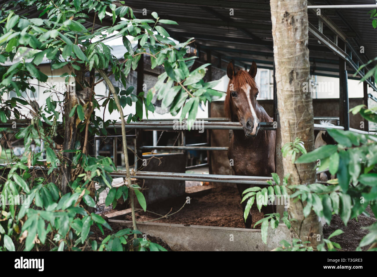 Domestic horse in a stable cage. concept of livestock and animal abuse ...
