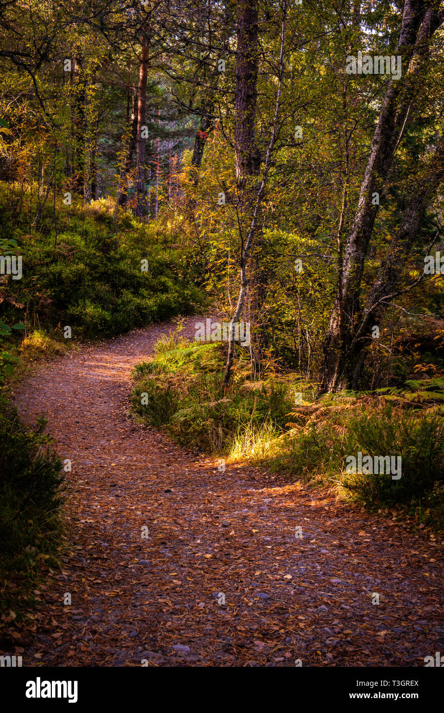 Scottish woodland path hi-res stock photography and images - Alamy