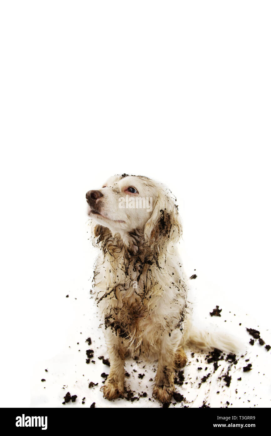GUILTY DIRTY DOG AFTER PLAY IN A MUD PUDDLE. ISOLATED STUDIO SHOT ON ...