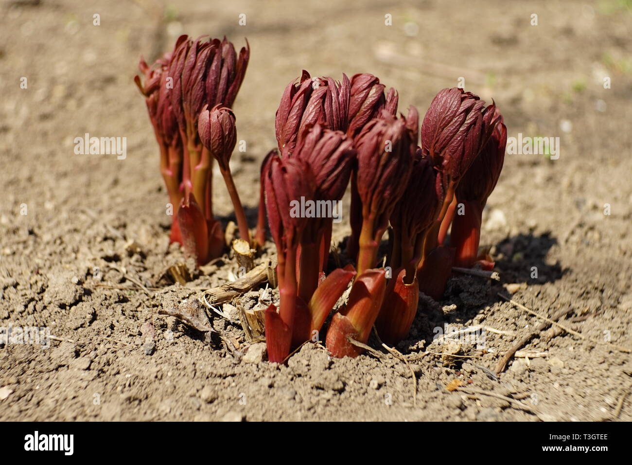 Peony sprouts hi-res stock photography and images - Alamy